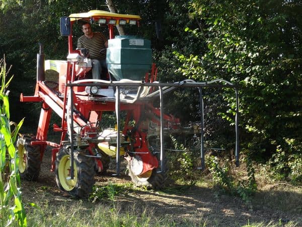 Une castreuse dans le maïs en septembre ??? Une expérience étonnante ...