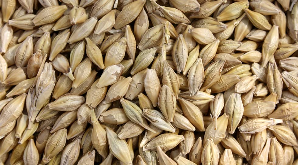 Quel créneau idéal pour semer les orges de printemps ? - Entraid