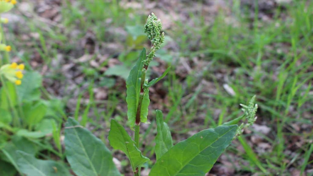 Adventices : testez vos connaissances - Entraid