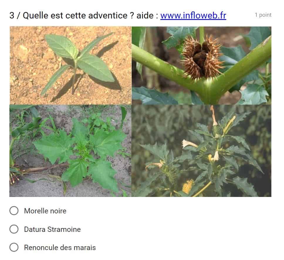 Adventices : testez vos connaissances - Entraid