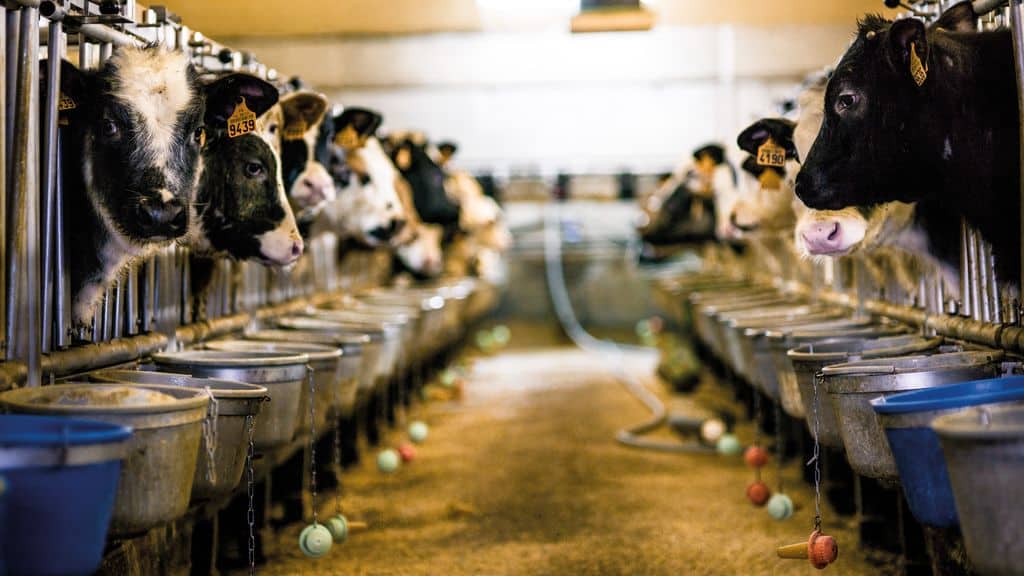 Quel avenir pour les producteurs de veaux? - Entraid