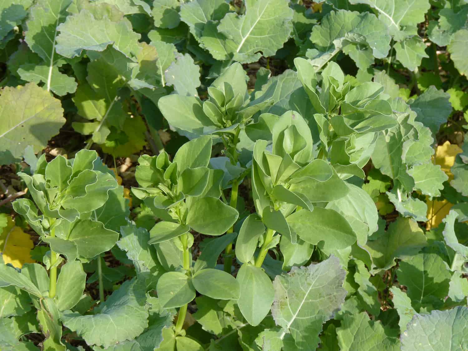 Associer Colza : choisir ses plantes compagnes grâce à un outil