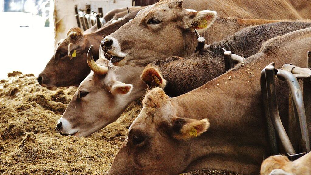 Sommet de l'élevage: carrefour d'affaires international - Entraid