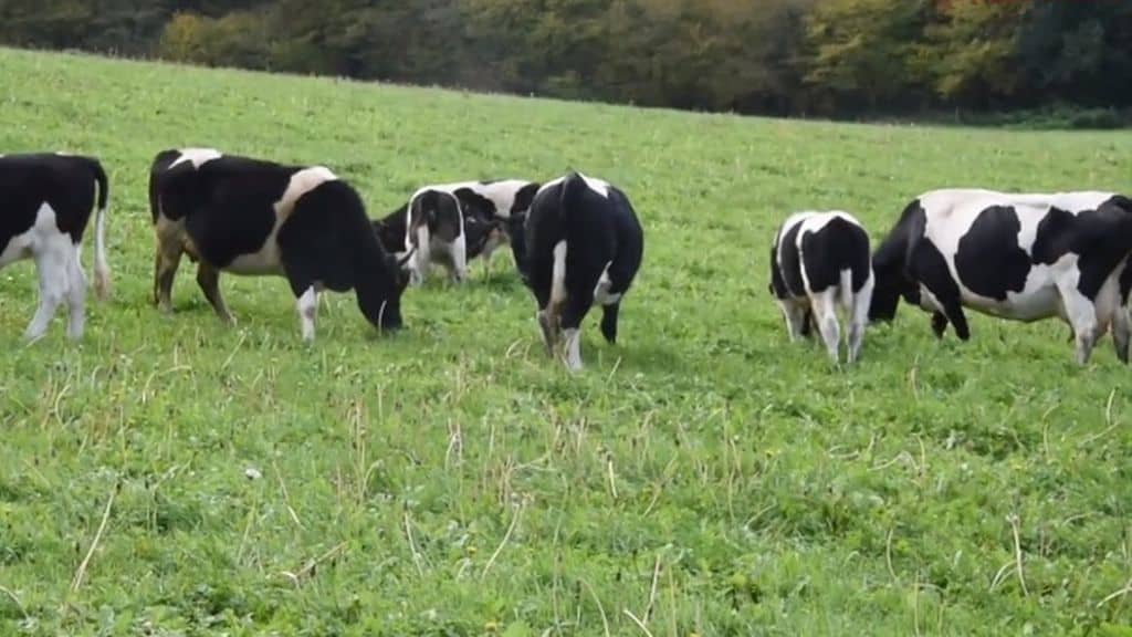 Transhumance folle : il traverse la Bretagne avec ses vaches
