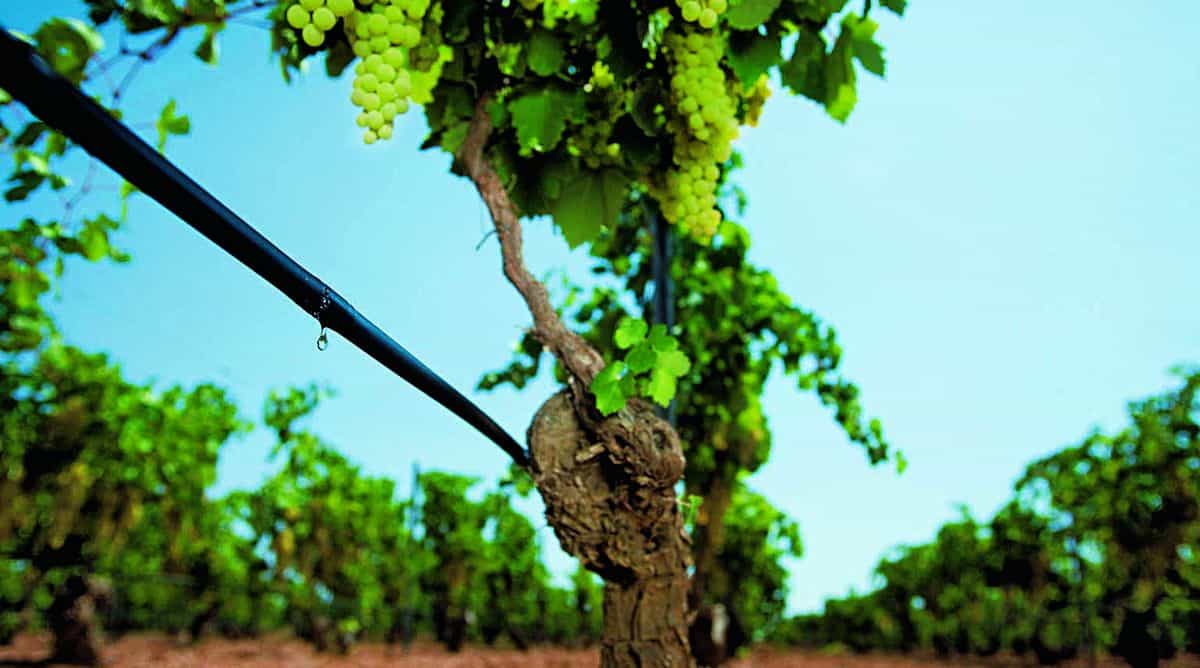 Irrigation goutte à goutte dans les vignes