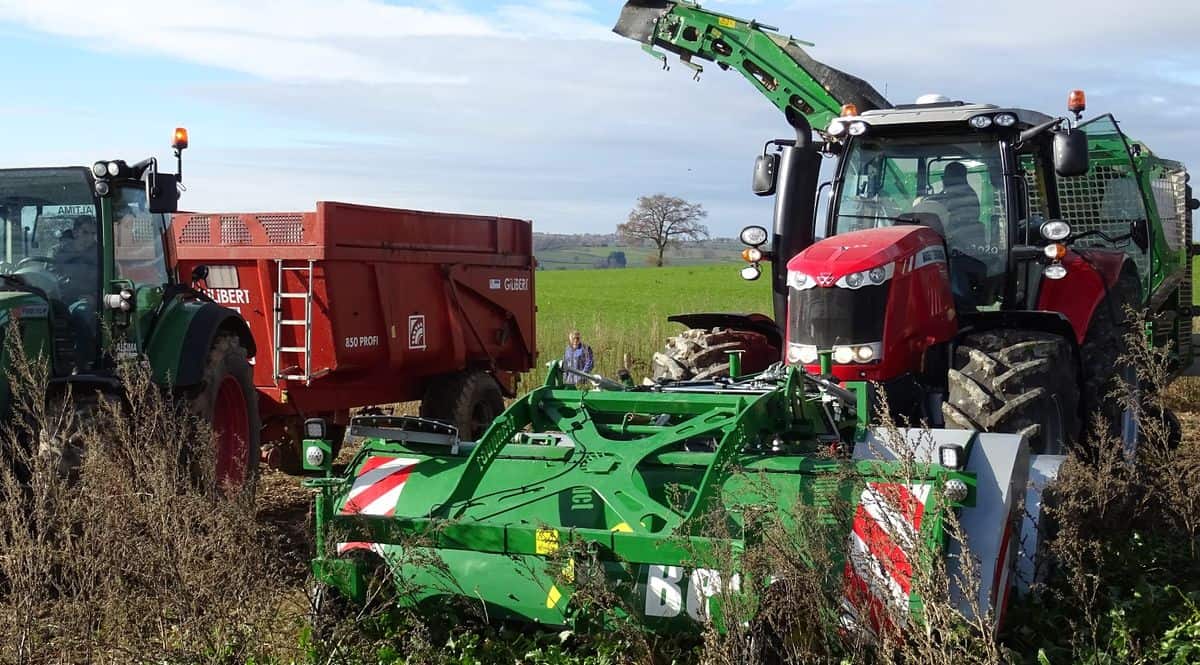 Renaissance de la betterave fourragère en Aveyron