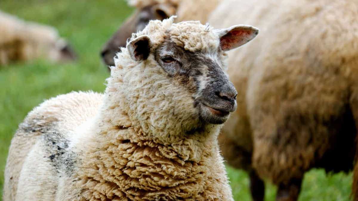 Quelle dynamique ovine en 2018 ? - Entraid