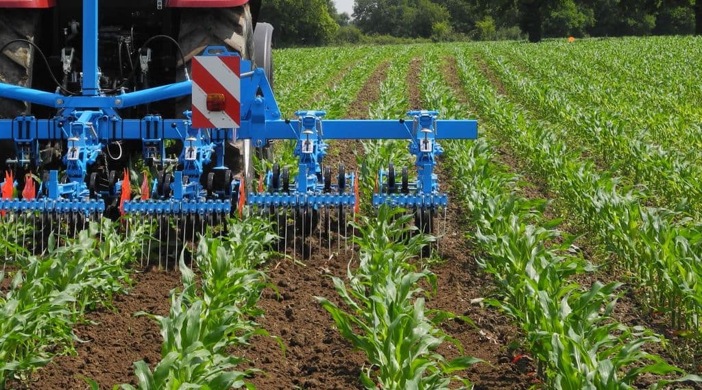 [Desherbage] Comment réussir le binage du maïs? - Entraid