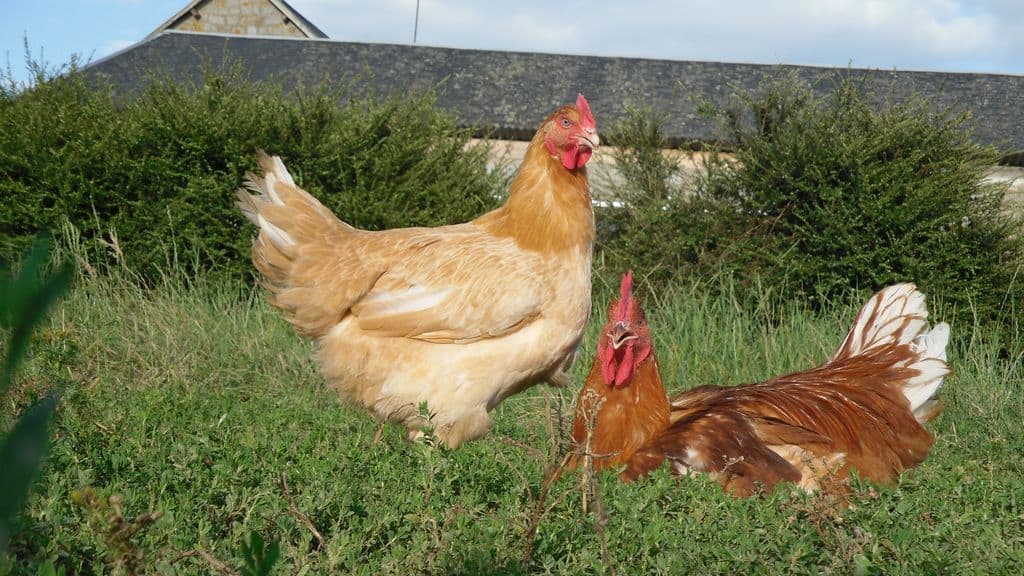 L’aviculture fermière a son association - Entraid