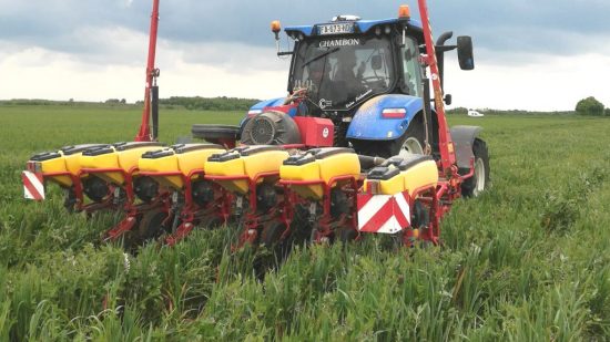 Semis direct de maïs sous couvert : une transition agro-écologique