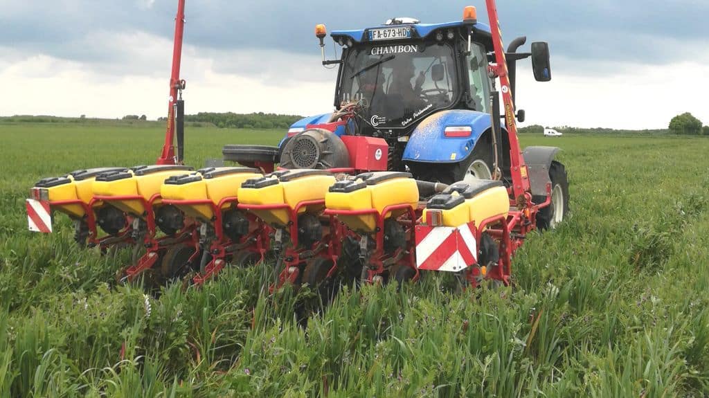 Semis direct de maïs sous couvert : une transition agro-écologique