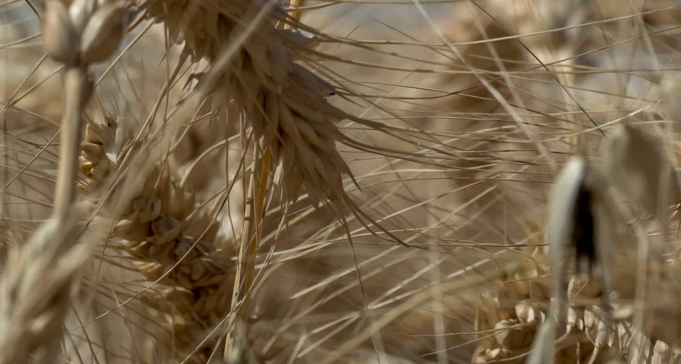 Cinq choses à savoir sur le Ceta - Entraid