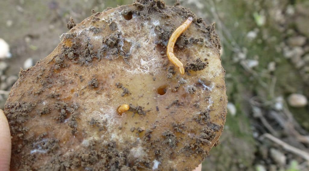 Protéger son maïs du taupin en investissant dans la patate - Entraid