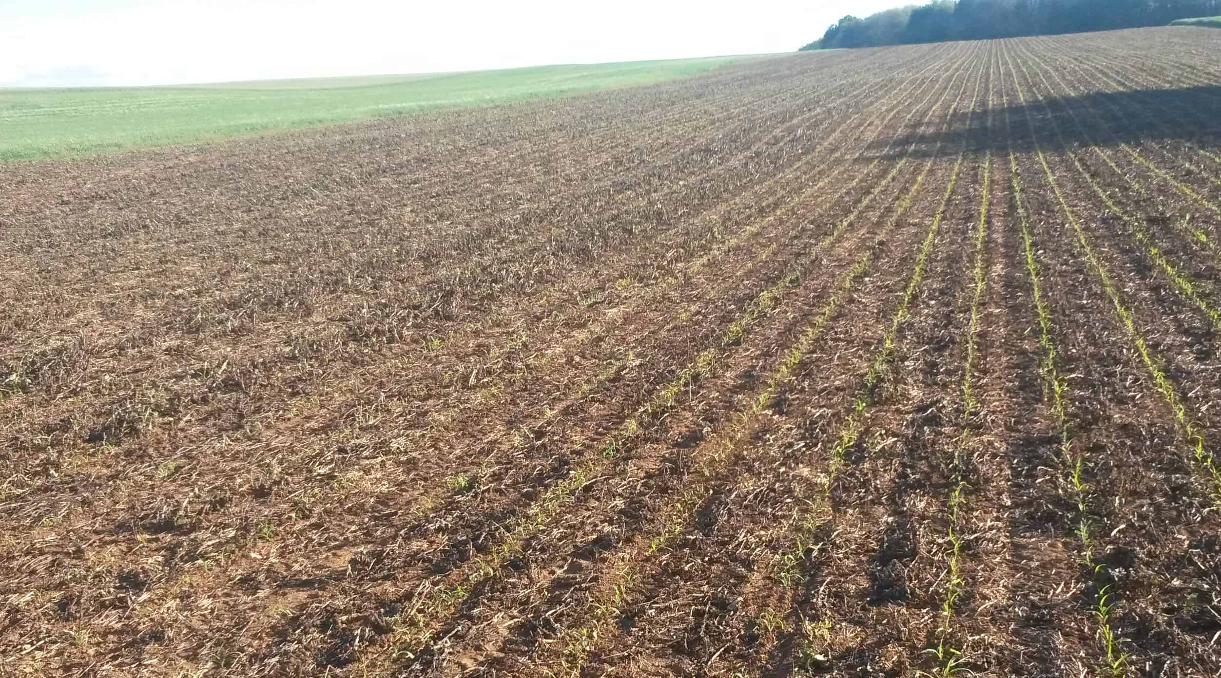 Semis direct: une solution pour lutter contre la sécheresse