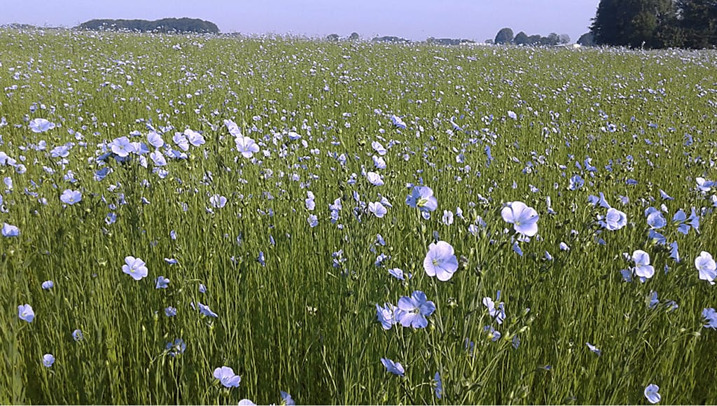 Tous pour une semence de lin de qualité avec Prosem'Lin - Entraid