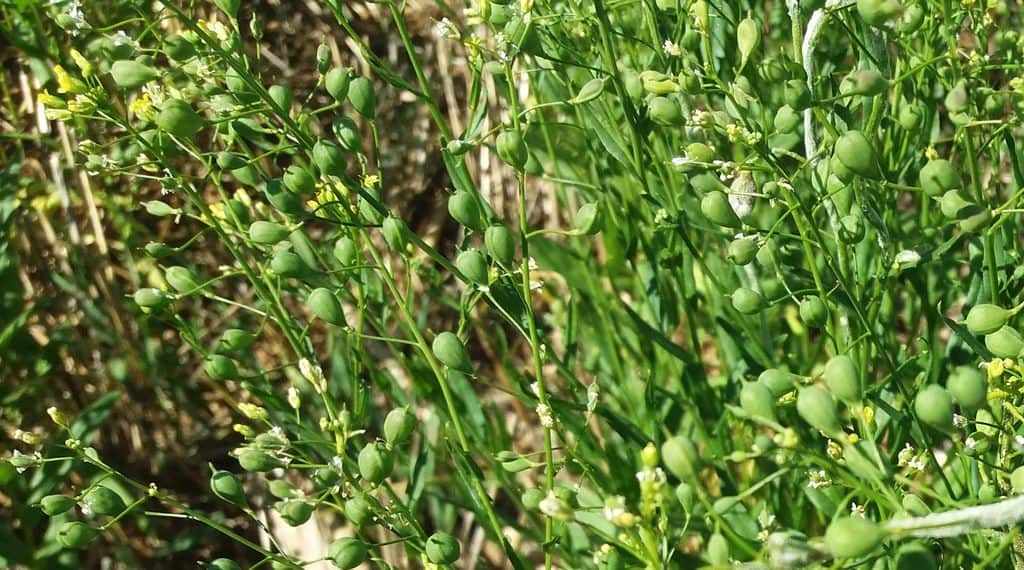 Cameline: technique de culture, débouchés et ravageurs - Entraid