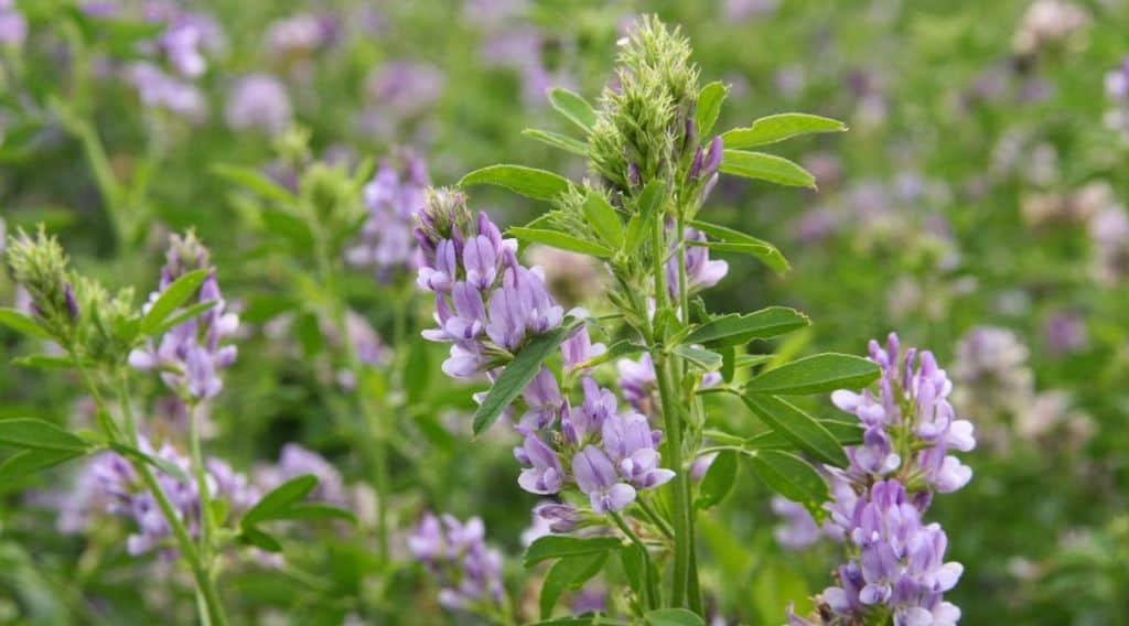 Pérennité de la luzernière et idées reçues sur la luzerne - Entraid
