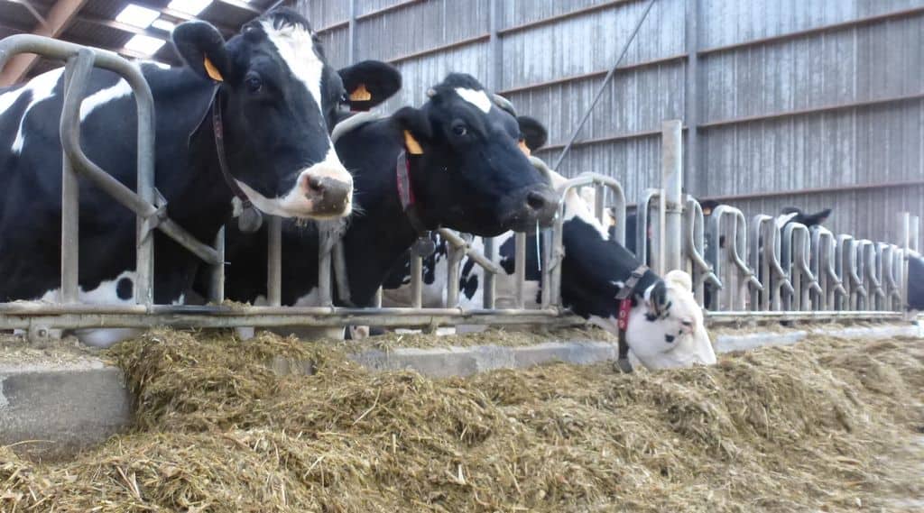 Maïs fourrage denté farineux : les résultats de 2 ans d'essais d'Arvalis