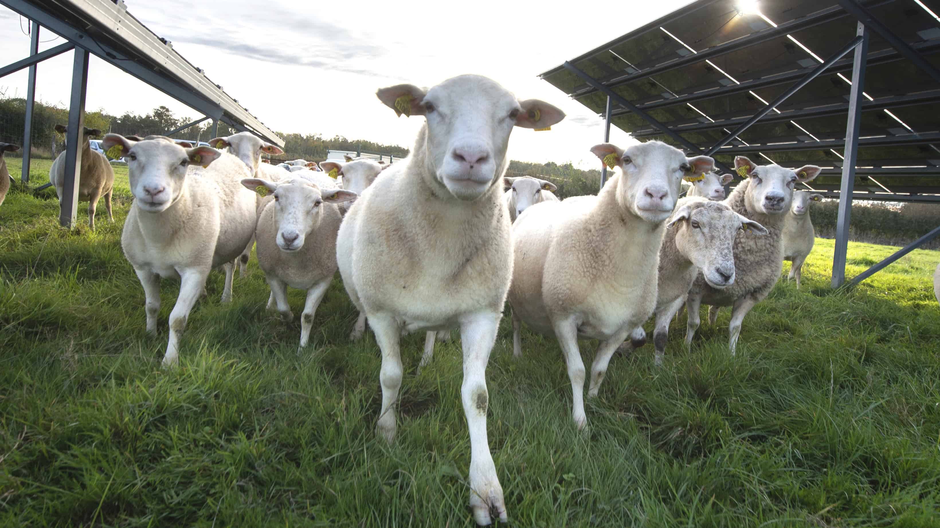 Agrivoltaïsme ovin : un pâturage à l’ombre des panneaux solaires