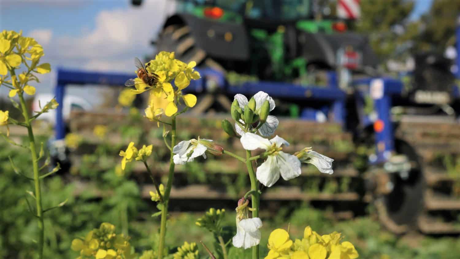 Couverts végétaux : les 11 commandements pour les réussir