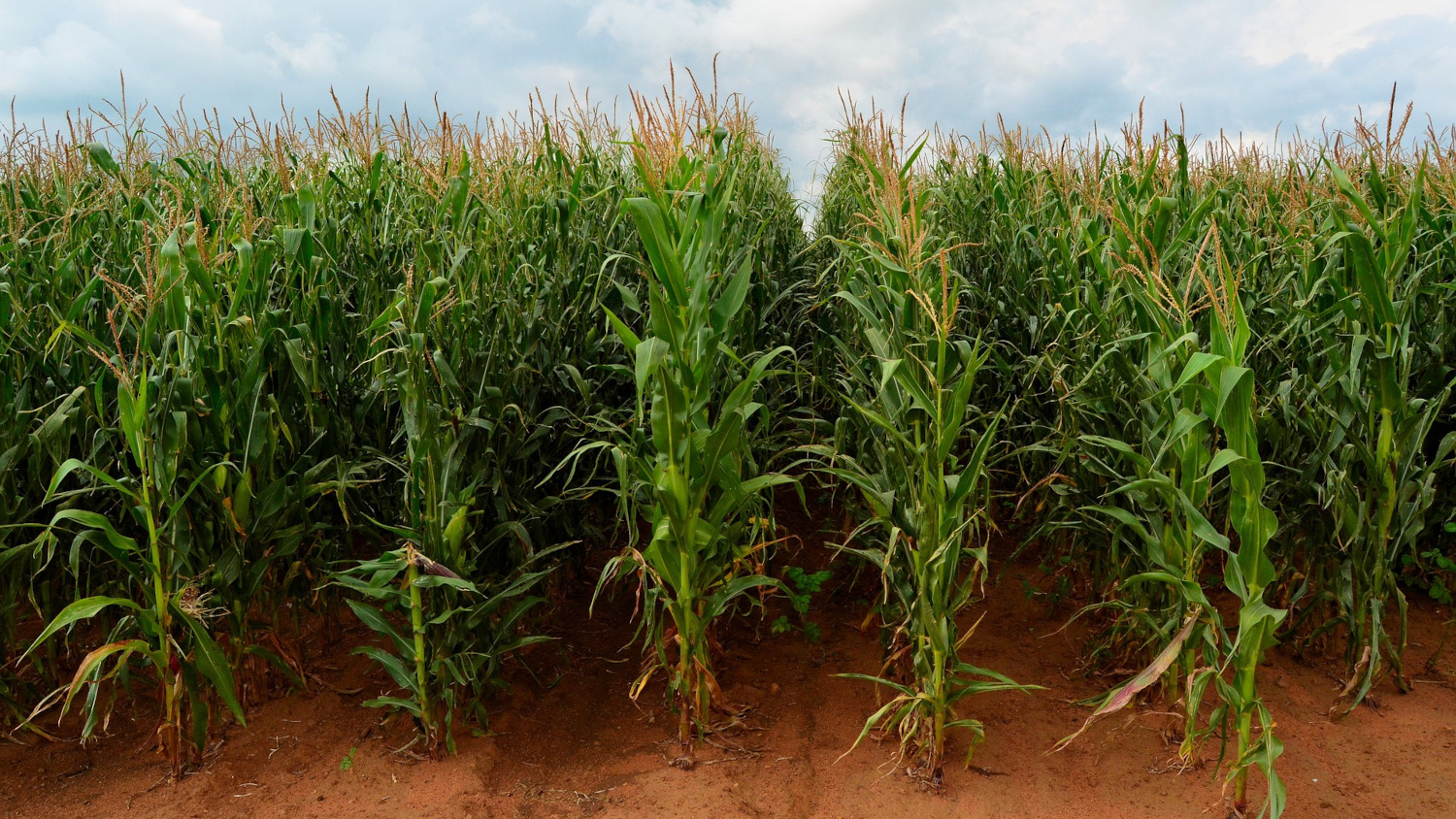 S-métolachlore : la mécanique en renfort