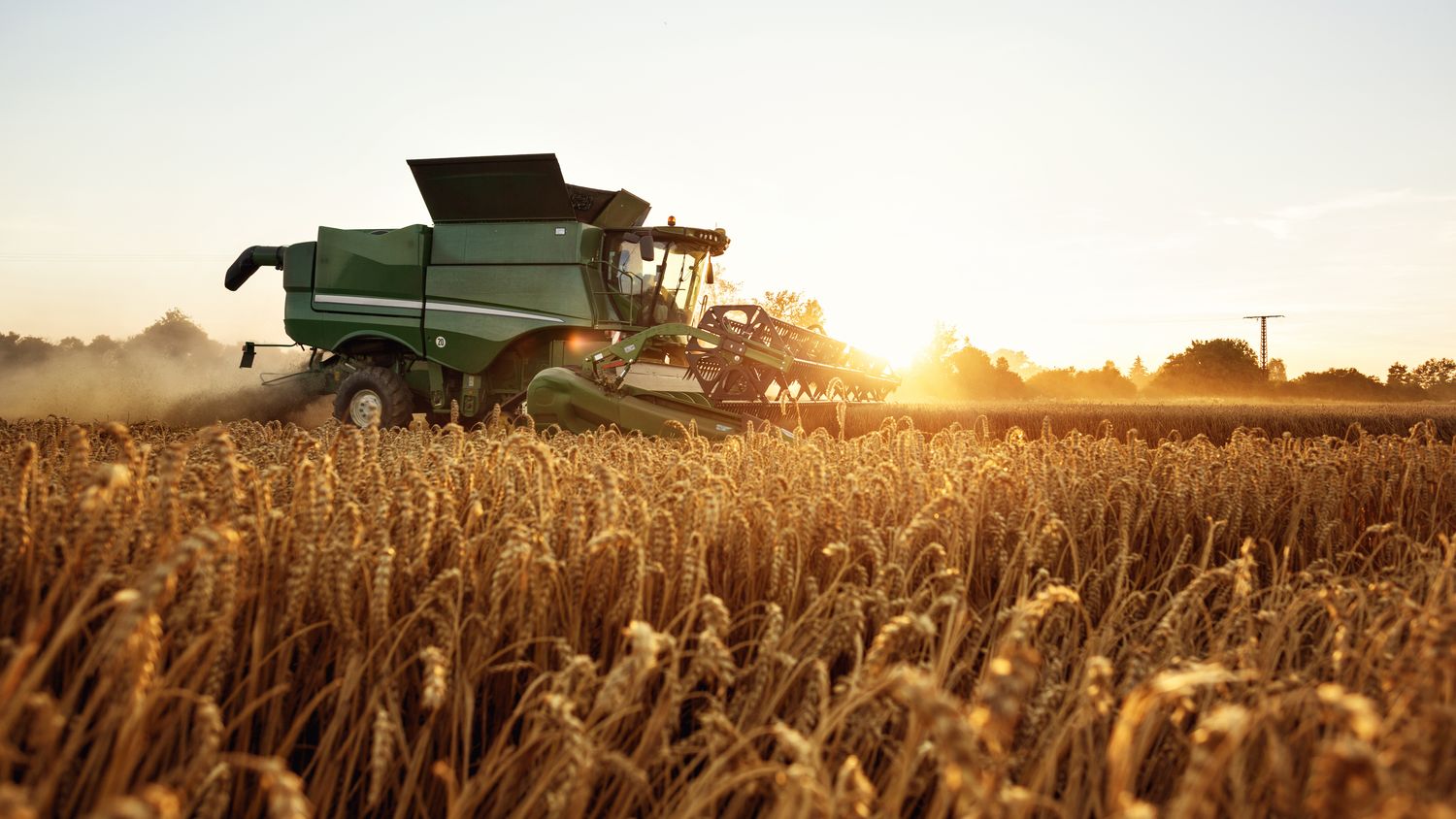 Moisson 2024 : que donnent les récoltes de blé, orge et colza