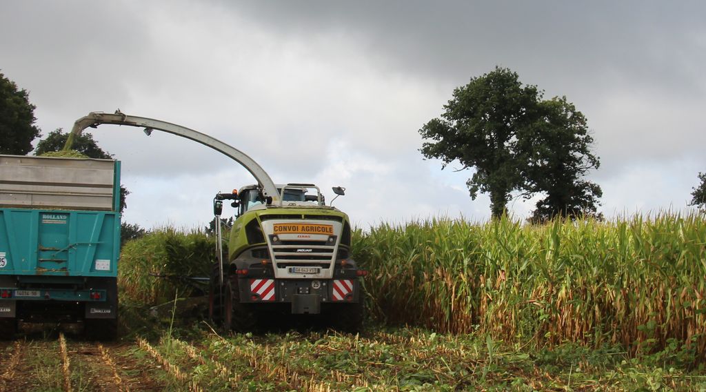 Ensilages maïs 2023 : les premiers chantier avant le 15 août