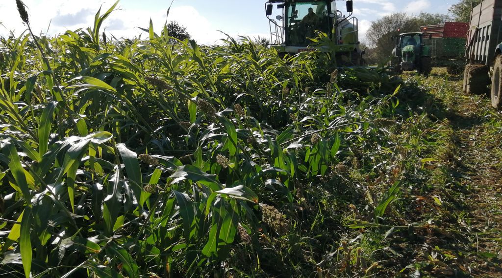 Les bonnes pratiques pour l'ensilage du sorgho fourrager