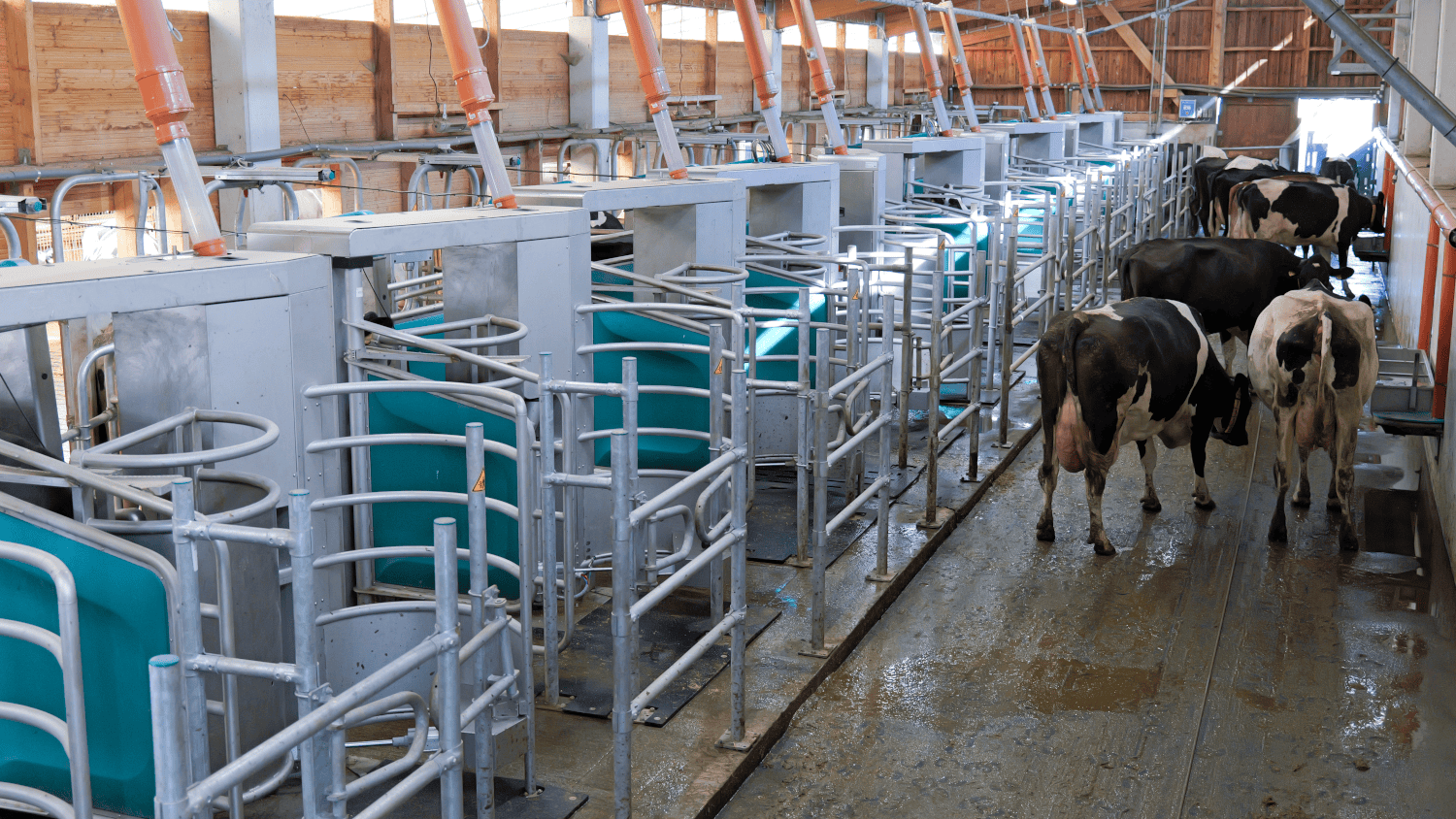 Batch milking : principe autour du robot GEA Dairyrobot R9650