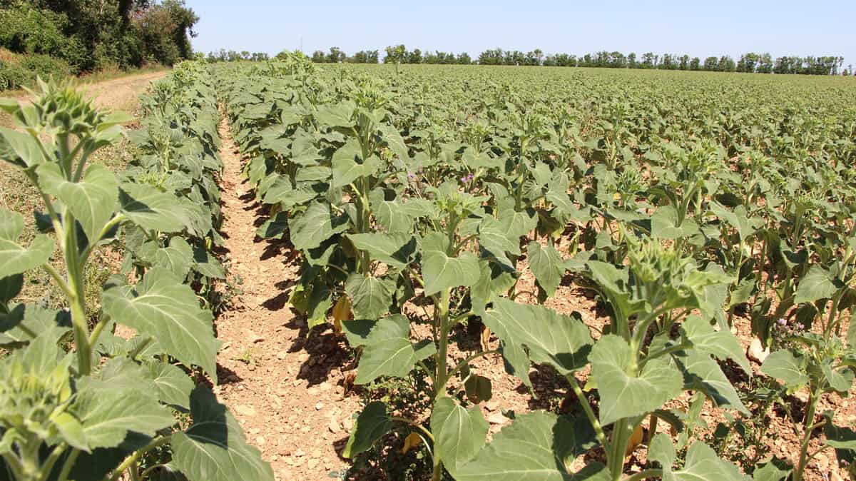 Impact des chaleurs sur le tournesol et le soja : qu'en est-il