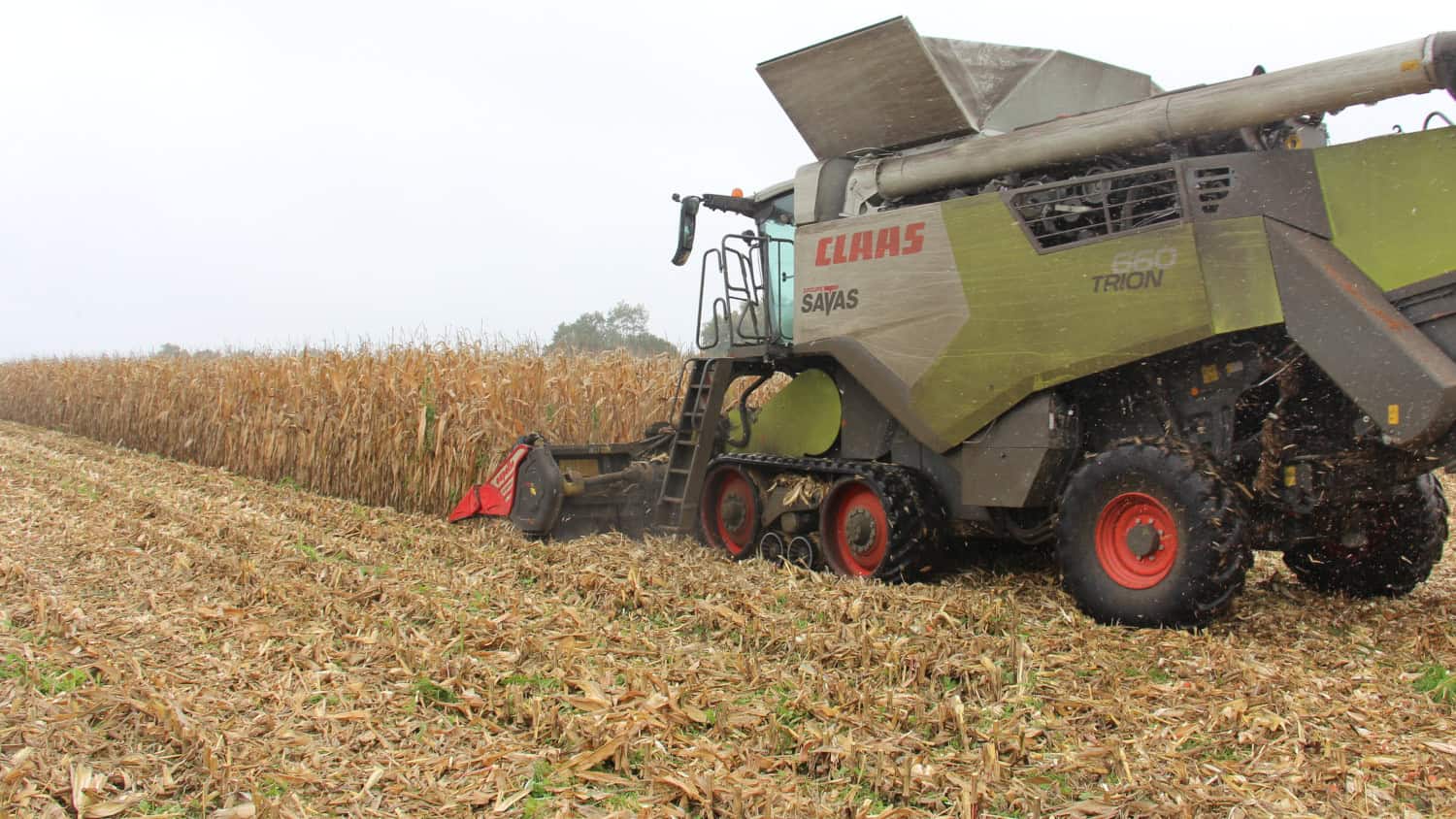 Claas Trion 660 TerraTrac : le battage du maïs de la cuma